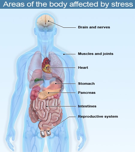 ΣΤΡΕΣ …ΤΟ ΑΝΘΡΩΠΙΝΟ ΣΩΜΑ ΜΙΑ ΕΚΠΛΗΚΤΙΚΗ ΜΗΧΑΝΗ ΠΡΟΣΑΡΜΟΓΗΣ | Bioathens